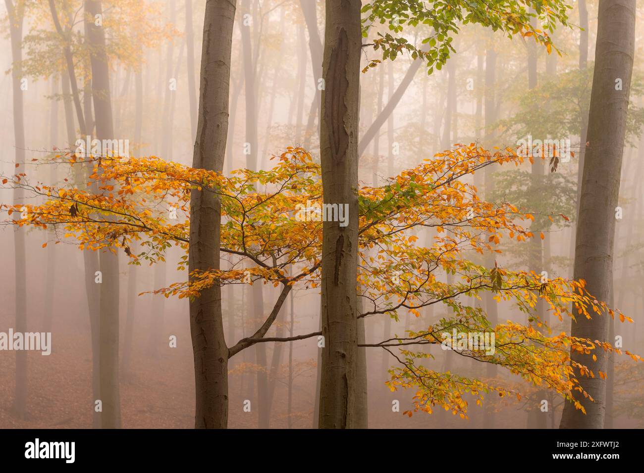 Colorful leaves on the beach trees in the autumn forest in the Little ...