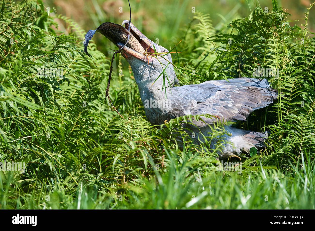 Shoebill stork (Balaeniceps rex) female feeding on a Spotted African ...