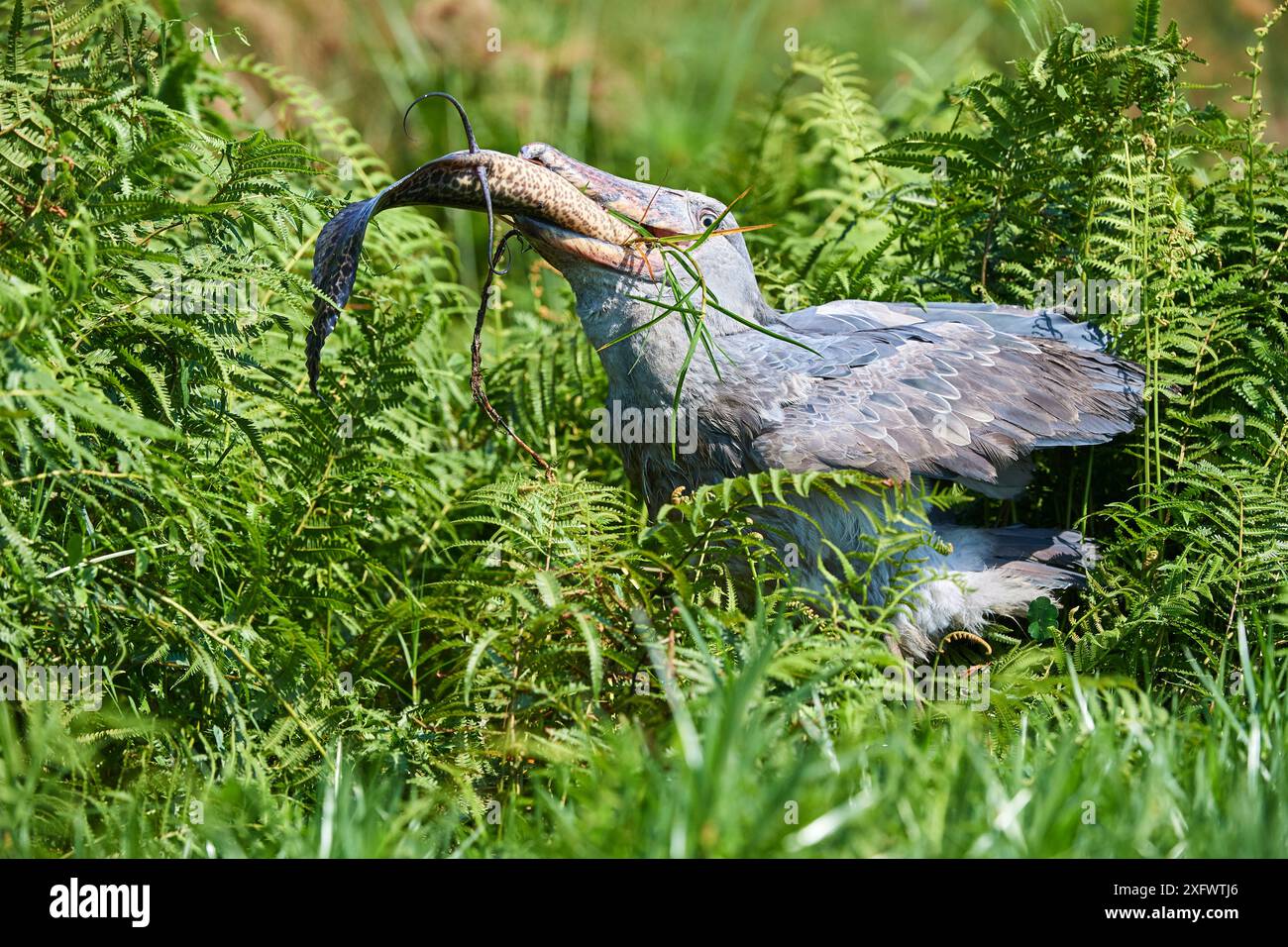 Shoebill stork (Balaeniceps rex) female feeding on a Spotted African ...