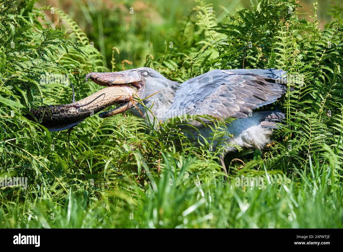 Shoebill stork (Balaeniceps rex) female feeding on a Spotted African ...