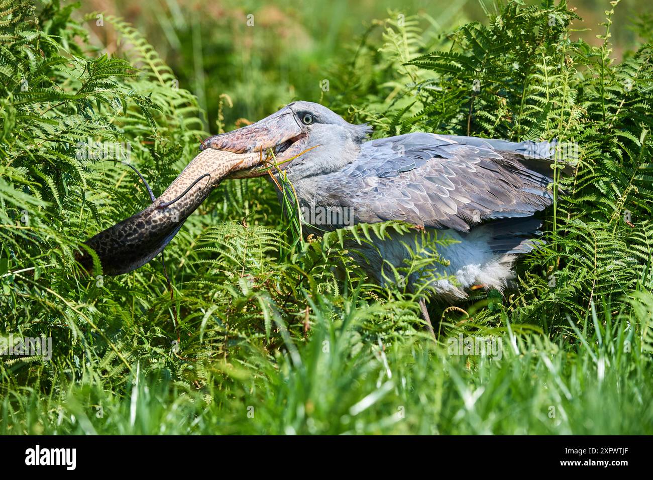 Shoebill stork (Balaeniceps rex) female feeding on a Spotted African ...