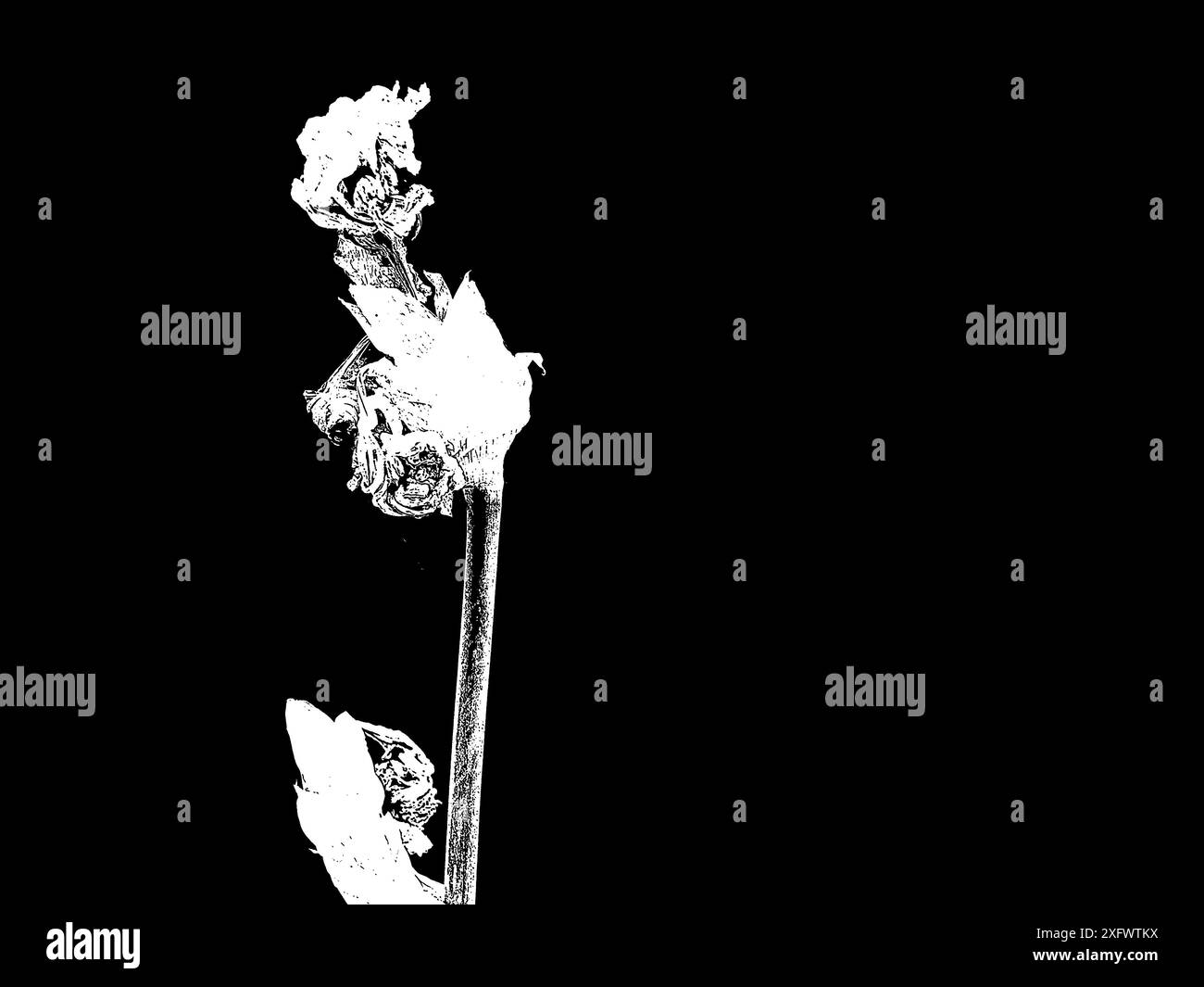 Wilted iris flower wilted flower hi-res stock photography and images ...