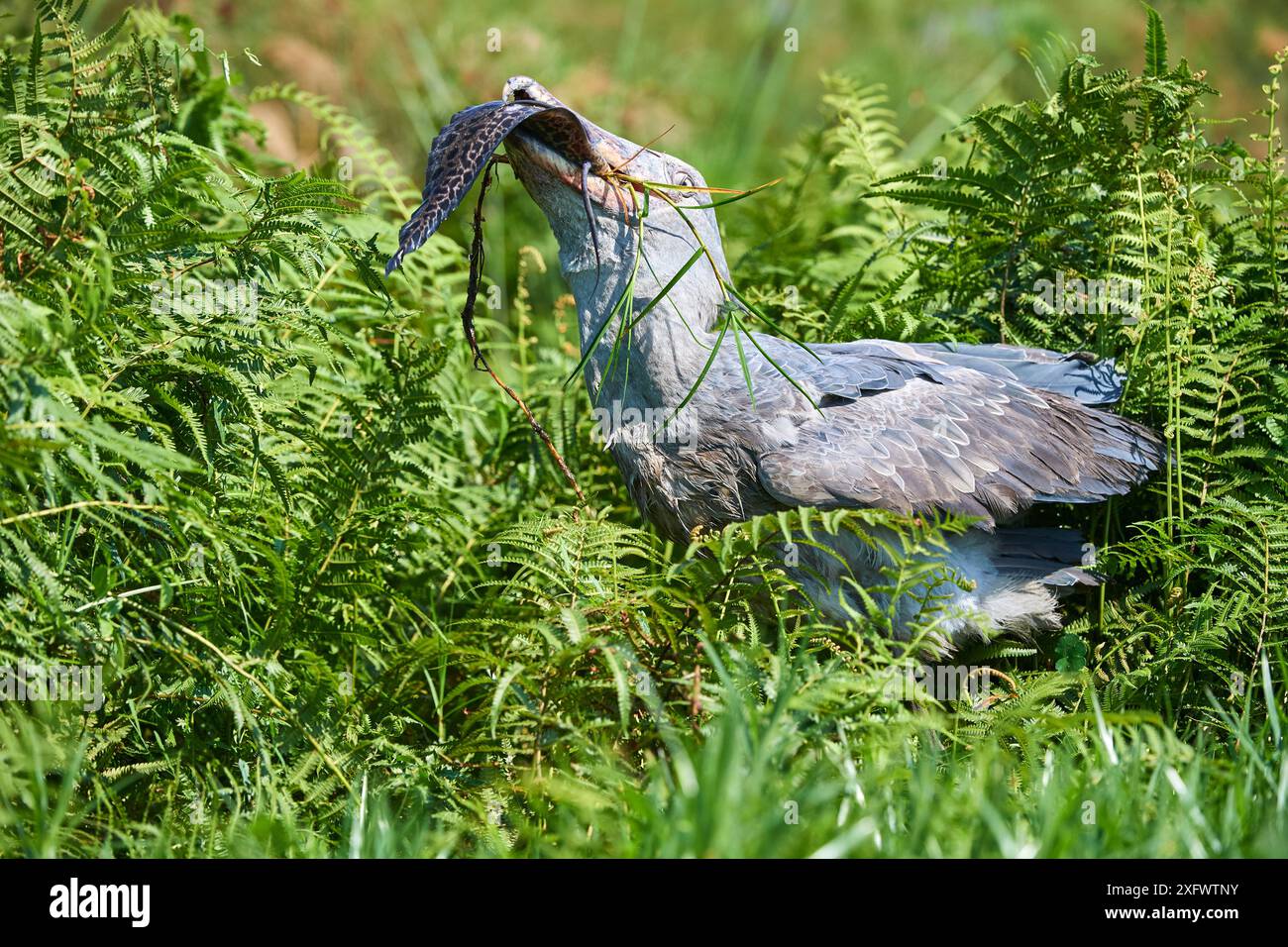 Shoebill stork (Balaeniceps rex) feeding on a Spotted African lungfish ...