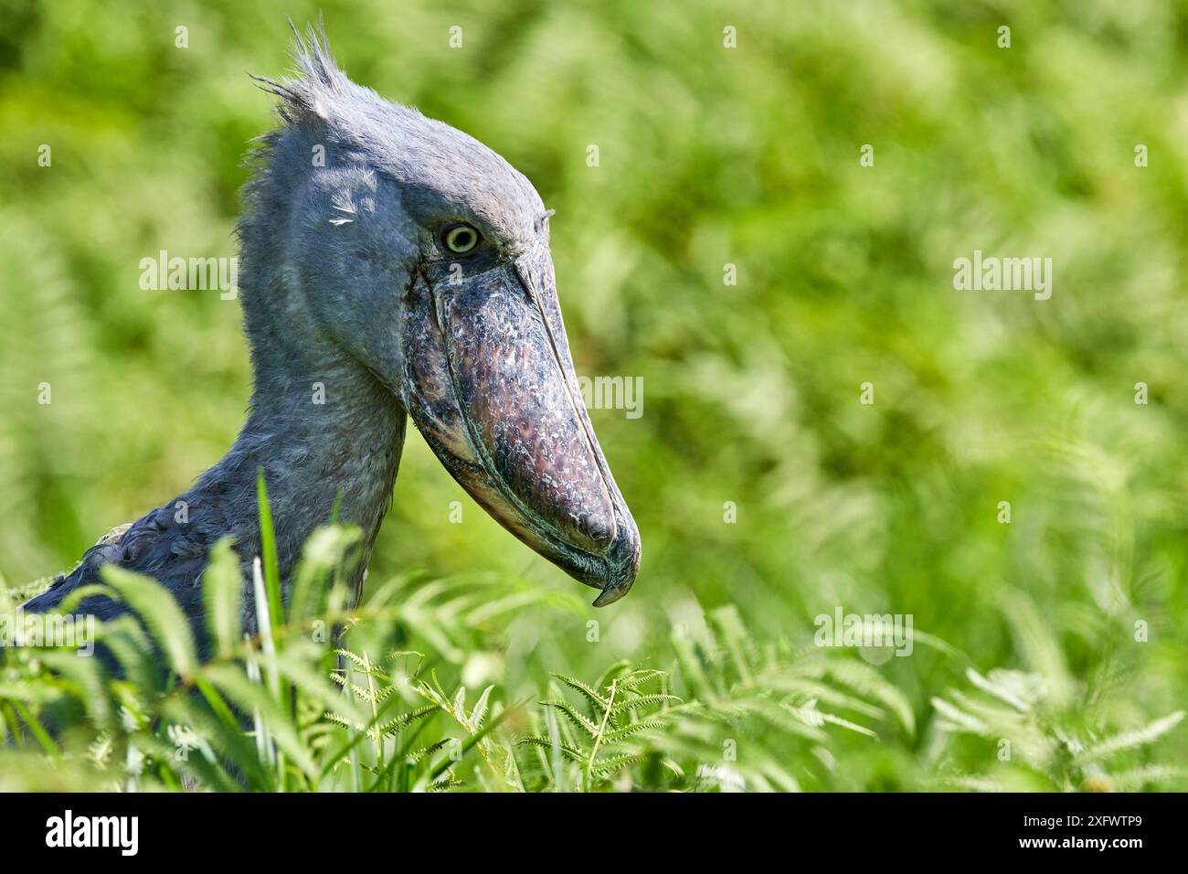 Shoebill stork (Balaeniceps rex) portrait. Swamps of Mabamba, Lake ...