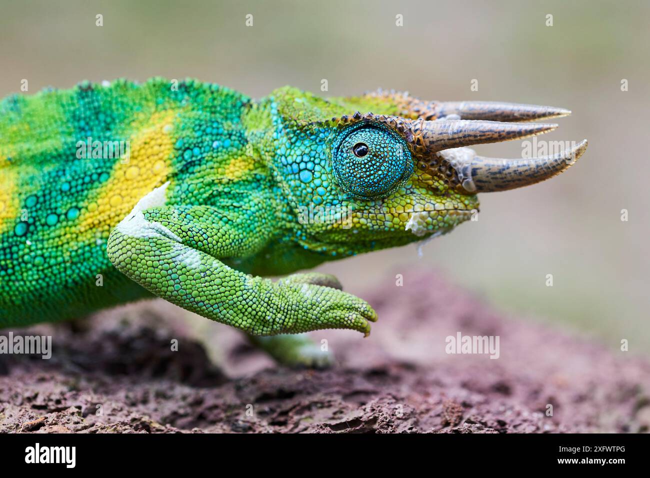 Three horned chameleons hi-res stock photography and images - Alamy