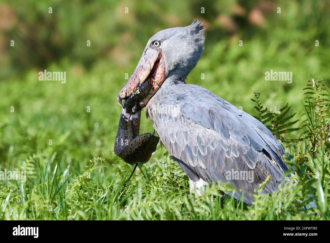 Shoebill stork (Balaeniceps rex) feeding on a Spotted African lungfish ...