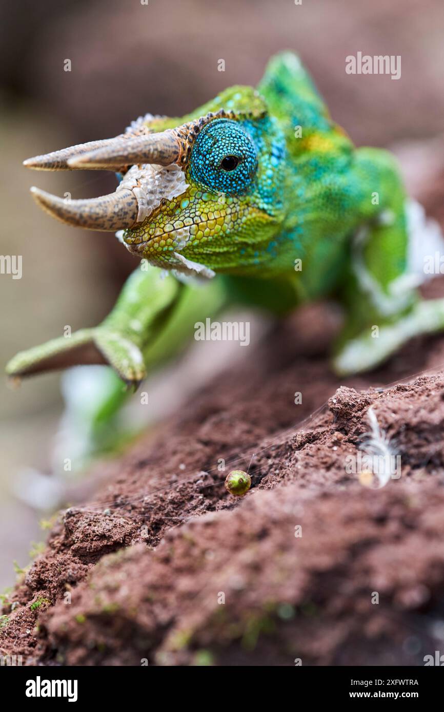 Jacksons three horned chameleon trioceros jacksonii hi-res stock ...