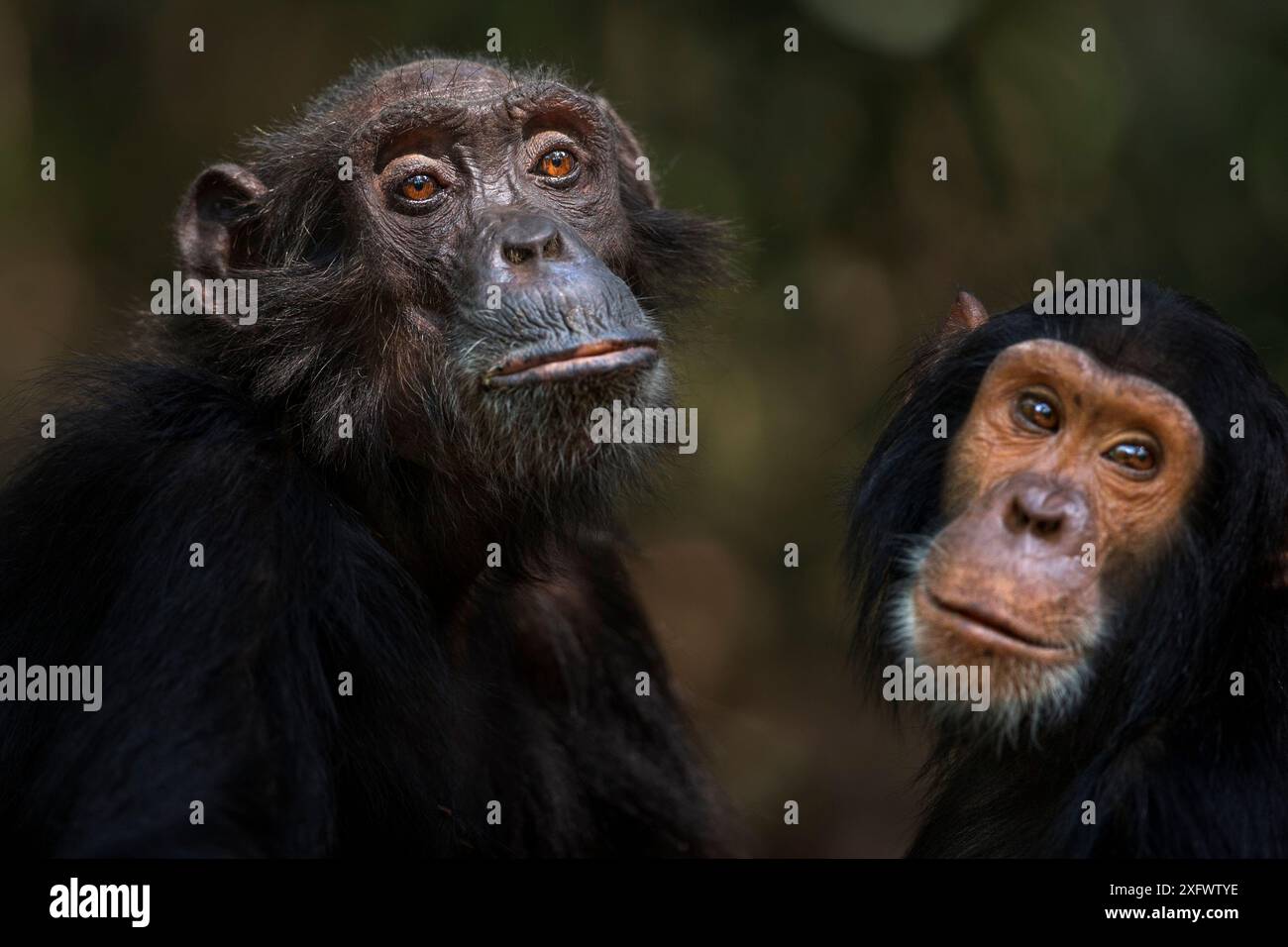 Eastern chimpanzee (Pan troglodytes schweinfurtheii) male (castrate ...