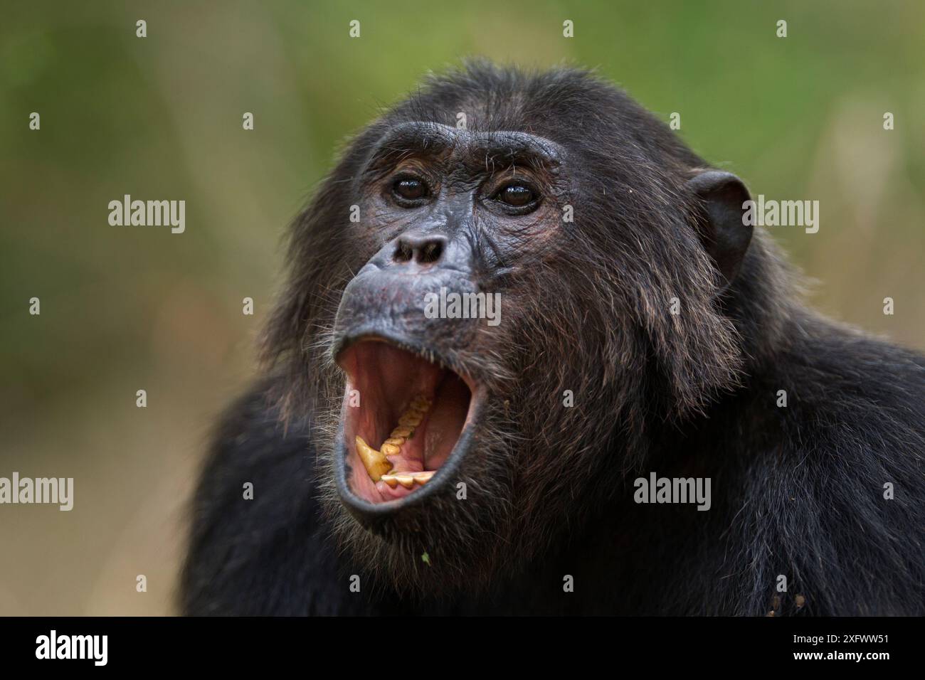 Eastern chimpanzee (Pan troglodytes schweinfurtheii) alpha male ...