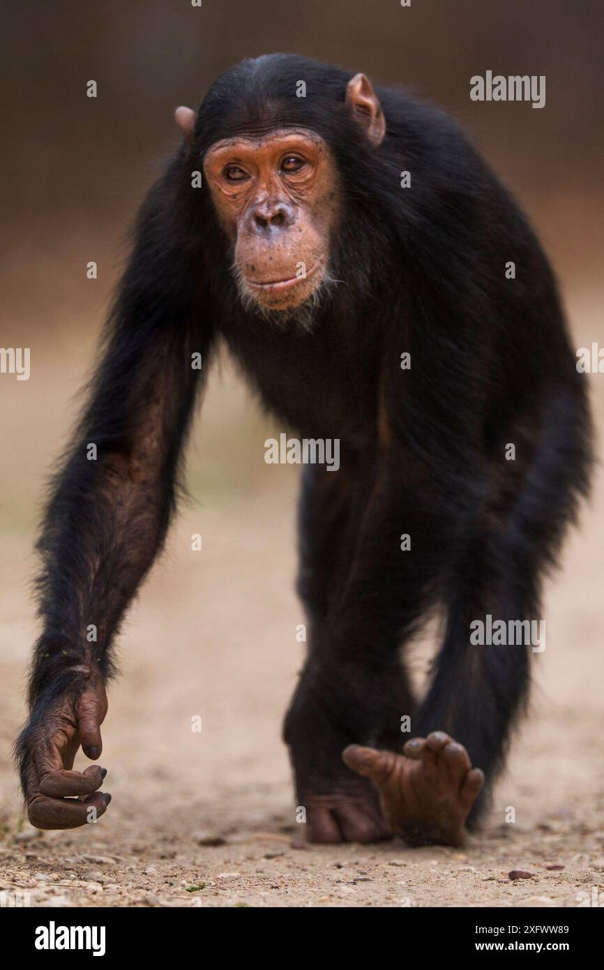 Eastern chimpanzee (Pan troglodytes schweinfurtheii) juvenile male ...