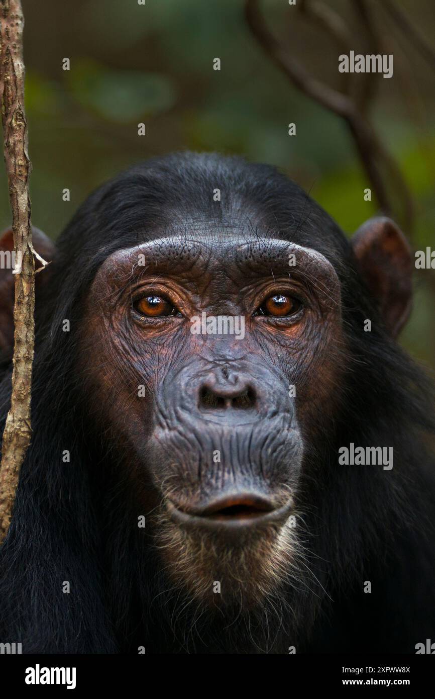 Eastern chimpanzee (Pan troglodytes schweinfurtheii) adolescent female ...