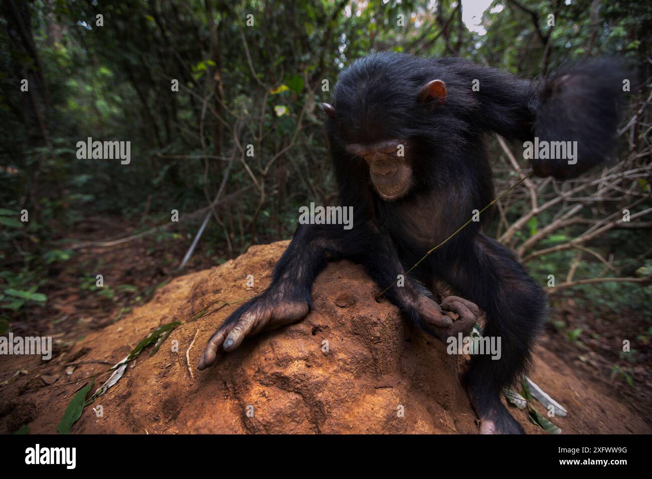 Eastern chimpanzee (Pan troglodytes schweinfurtheii) juvenile female ...