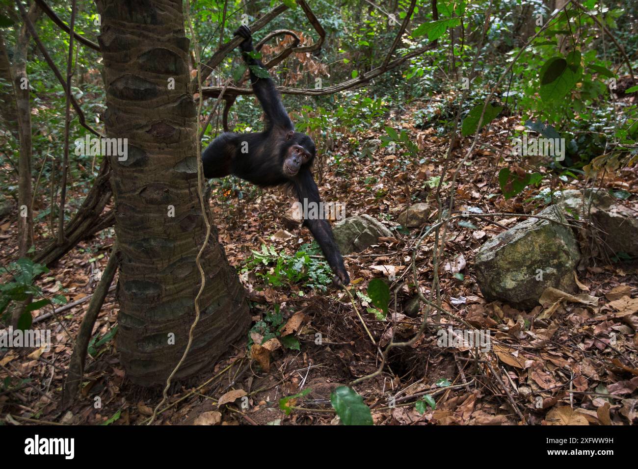 Eastern chimpanzee (Pan troglodytes schweinfurtheii) female 'Samwise ...