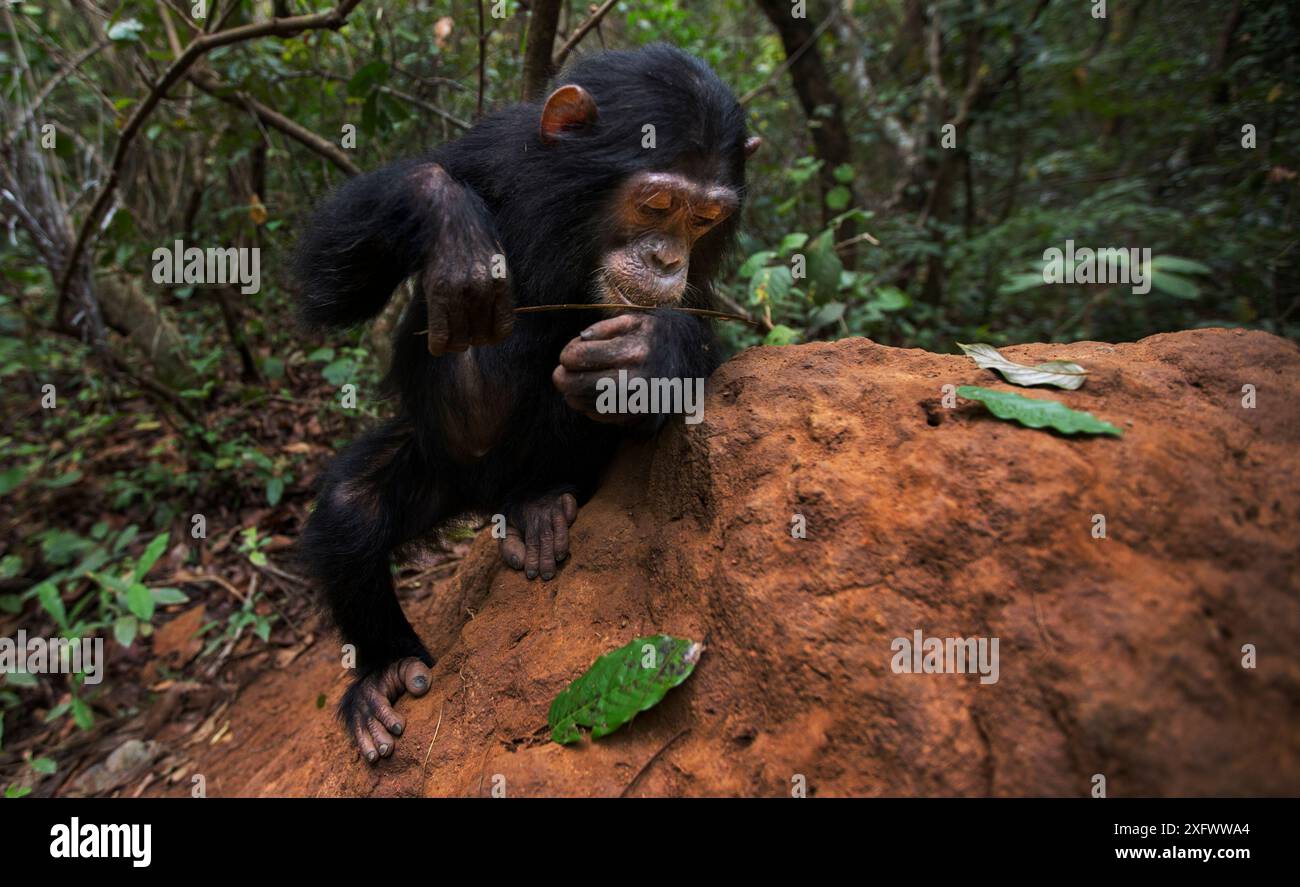 Eastern chimpanzee (Pan troglodytes schweinfurtheii) juvenile female ...