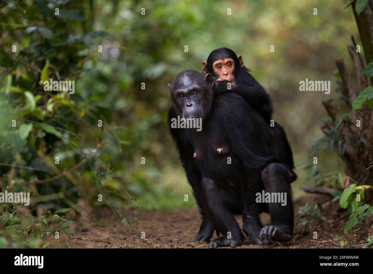 Eastern chimpanzee (Pan troglodytes schweinfurtheii) female 'Fanni ...