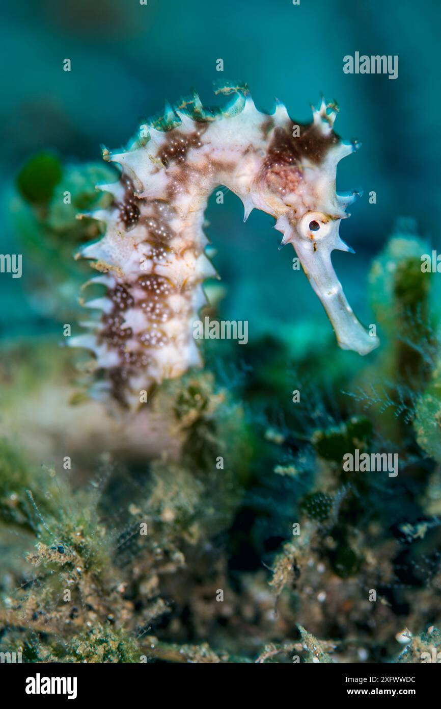 Hedgehog seahorse (Hippocampus spinosissimus) female, portrait. Ambon ...