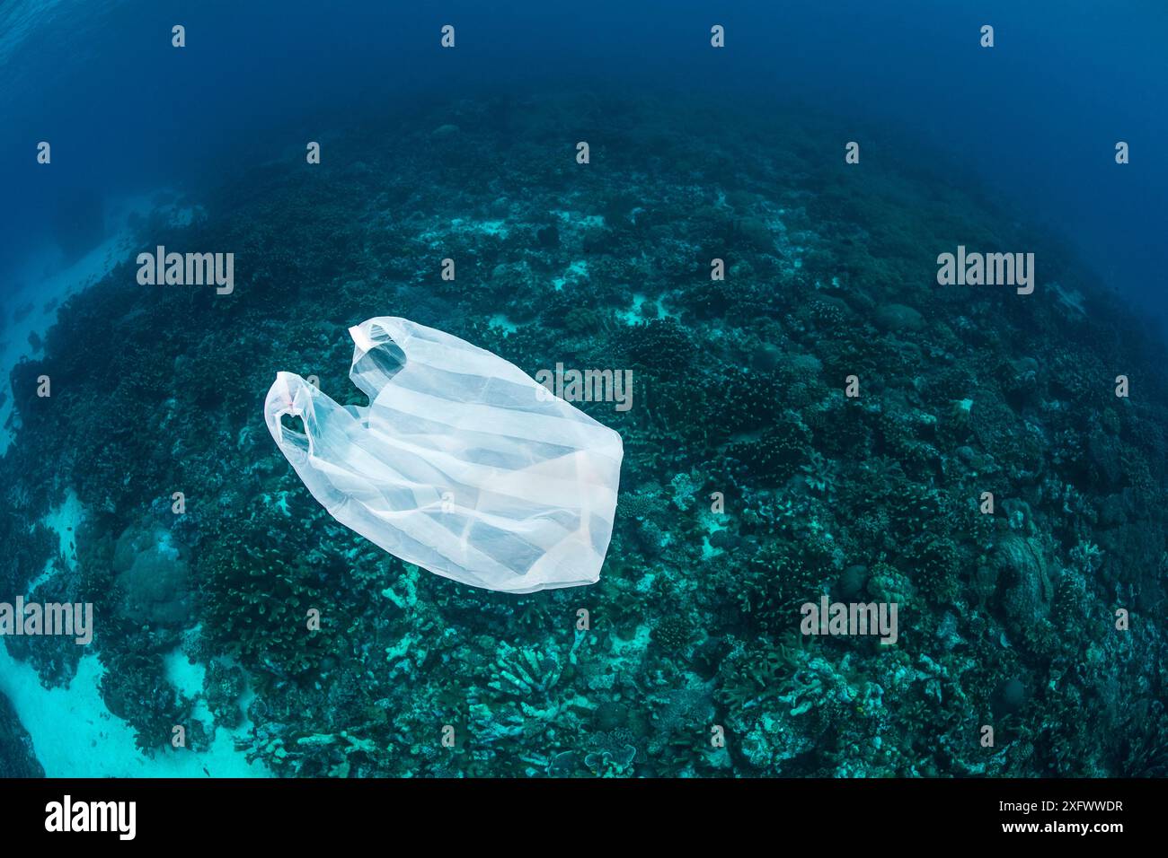 Plastic bag floating over coral reef. Ambon, Maluku Archipelago ...