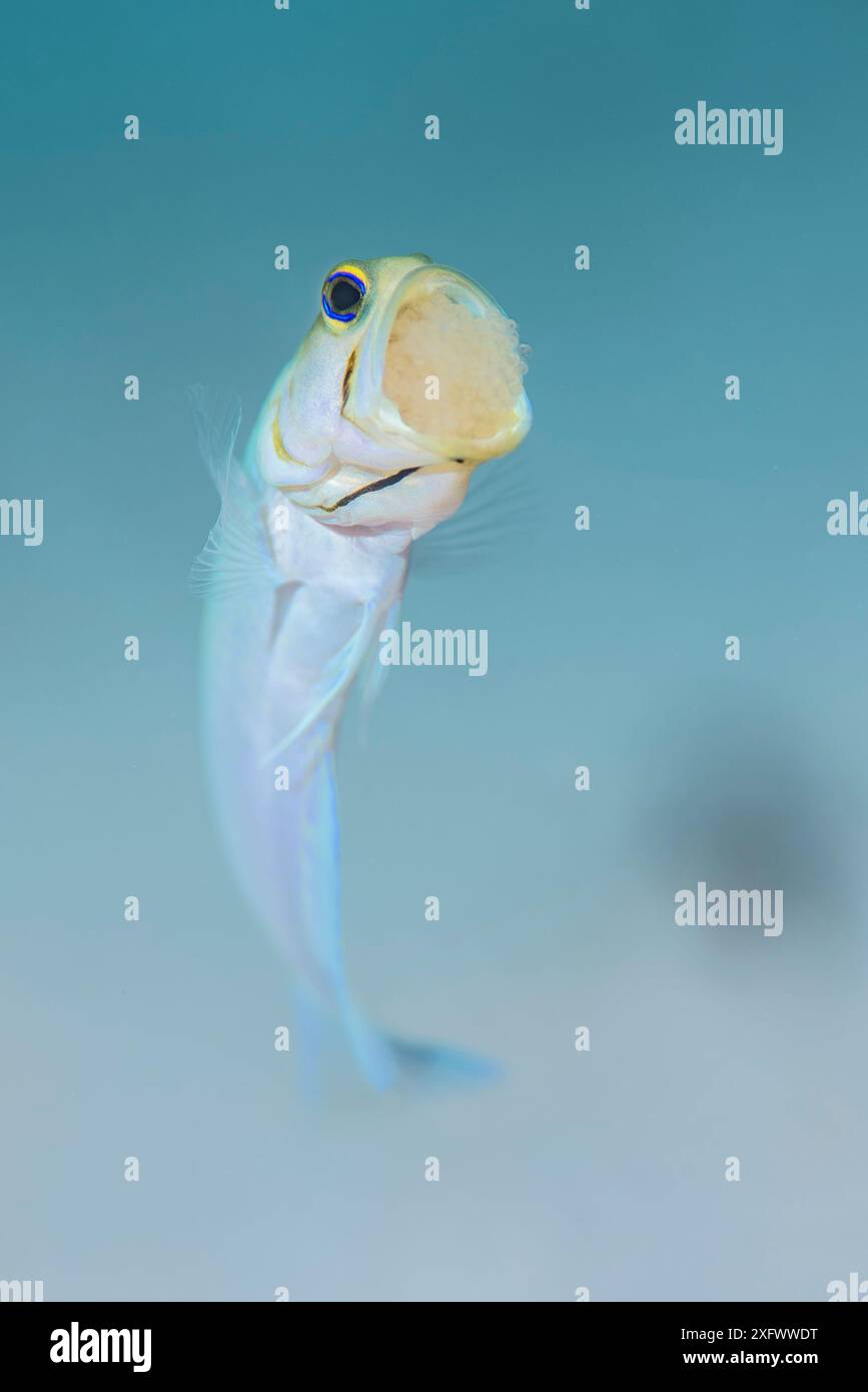 Yellowhead jawfish (Opistognathus aurifrons) male churning / aerating ...
