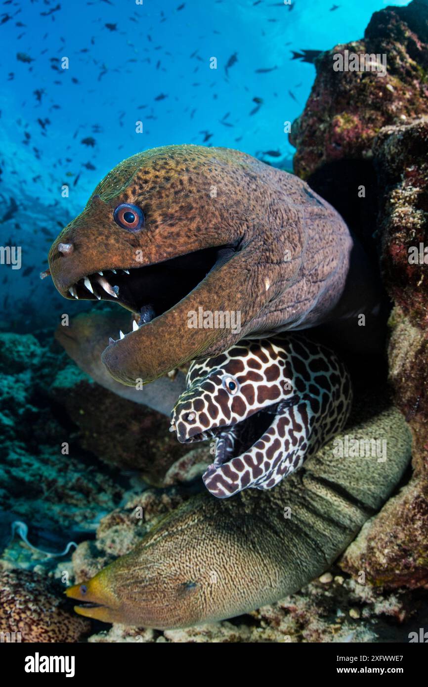 Java moray eels hi-res stock photography and images - Alamy