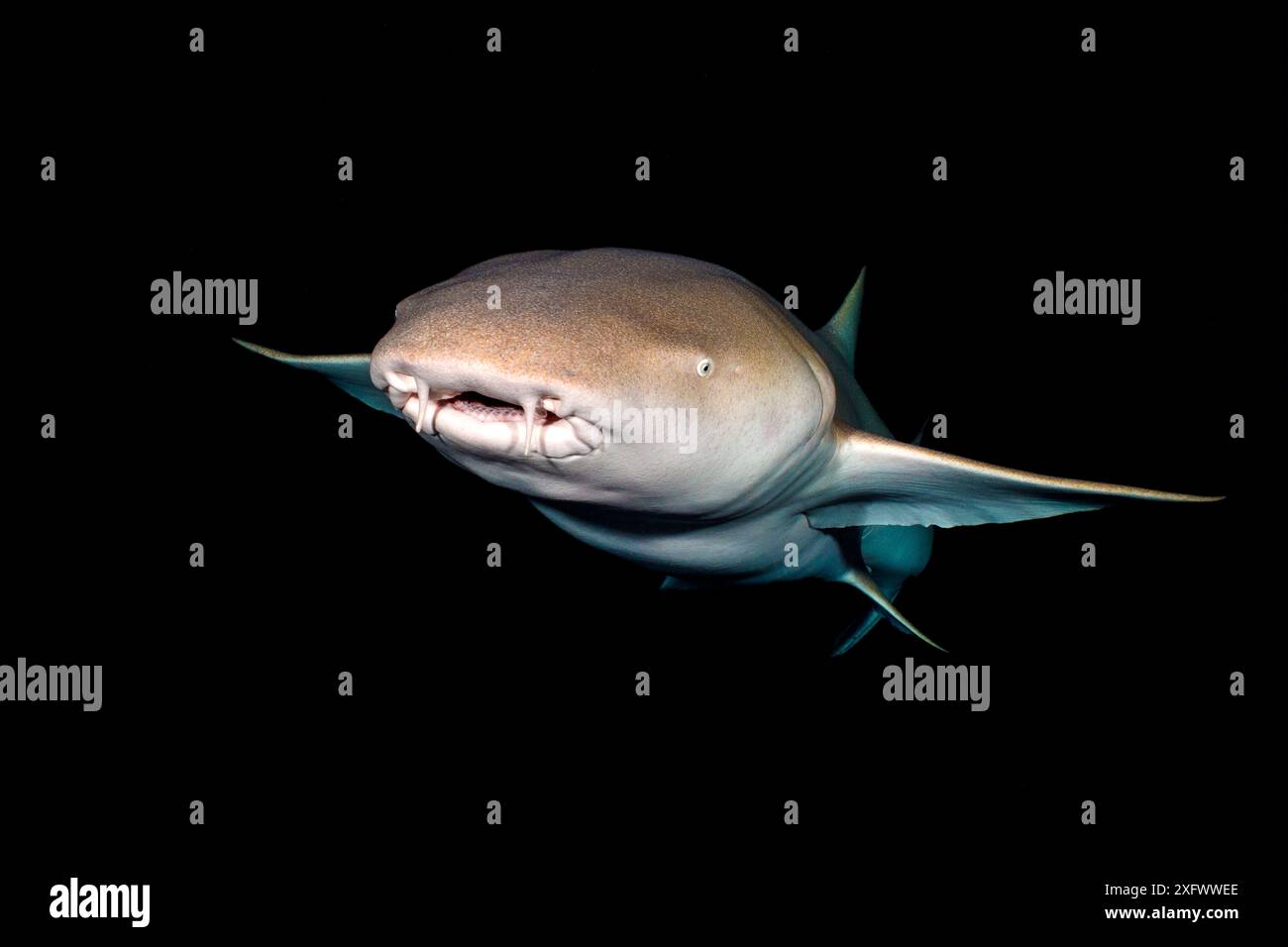 Tawny nurse shark (Nebrius ferrugineus) at night. Vavuu Atoll, Maldives ...