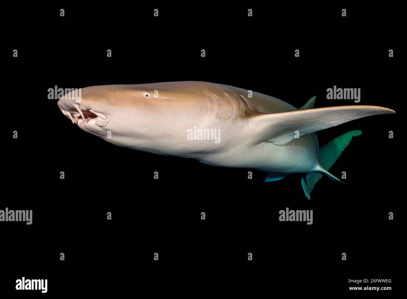 Tawny nurse shark (Nebrius ferrugineus) at night. Vavuu Atoll, Maldives ...