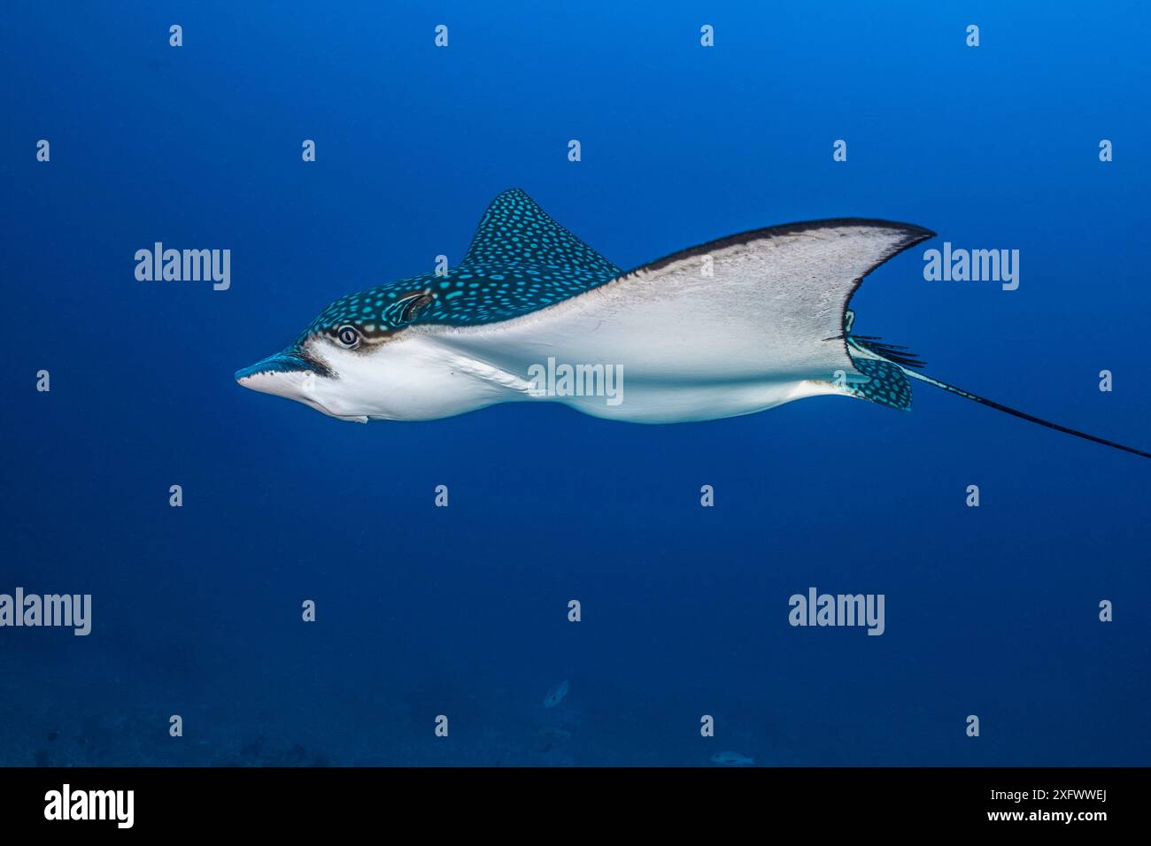 Spotted eagle ray (Aetobatus narinari), female swimming over coral reef ...