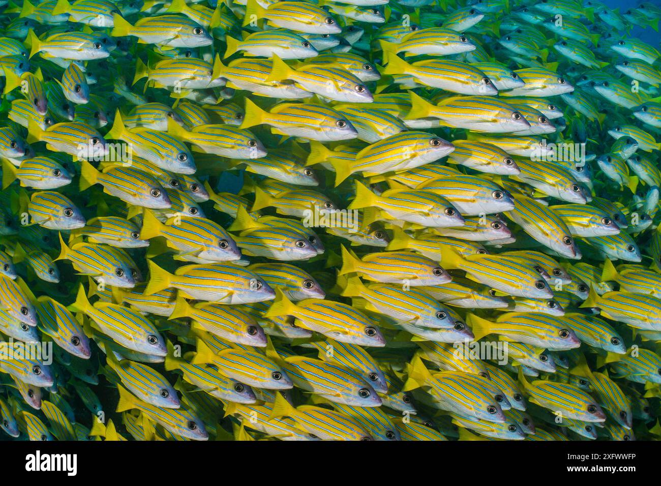 Snapper fish underwater side profile hi-res stock photography and ...