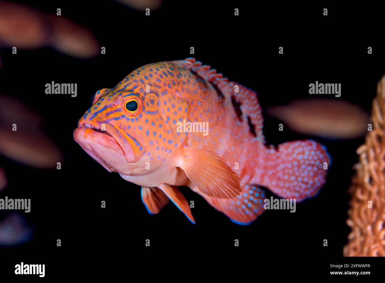 Six spotted rockcod hi-res stock photography and images - Alamy