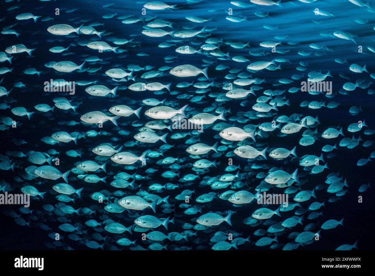 Fish dark blue sideview hi-res stock photography and images - Alamy