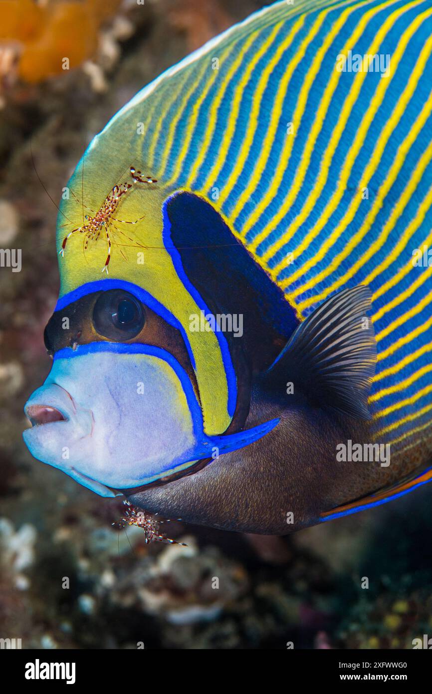 Emperor angelfish (Pomacanthus imperator) with Cleaner shrimp ...