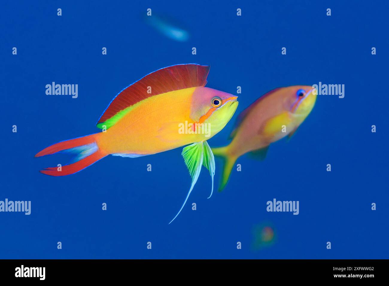 Flame anthias (Pseudanthias ignitus), male displaying fins whilst ...