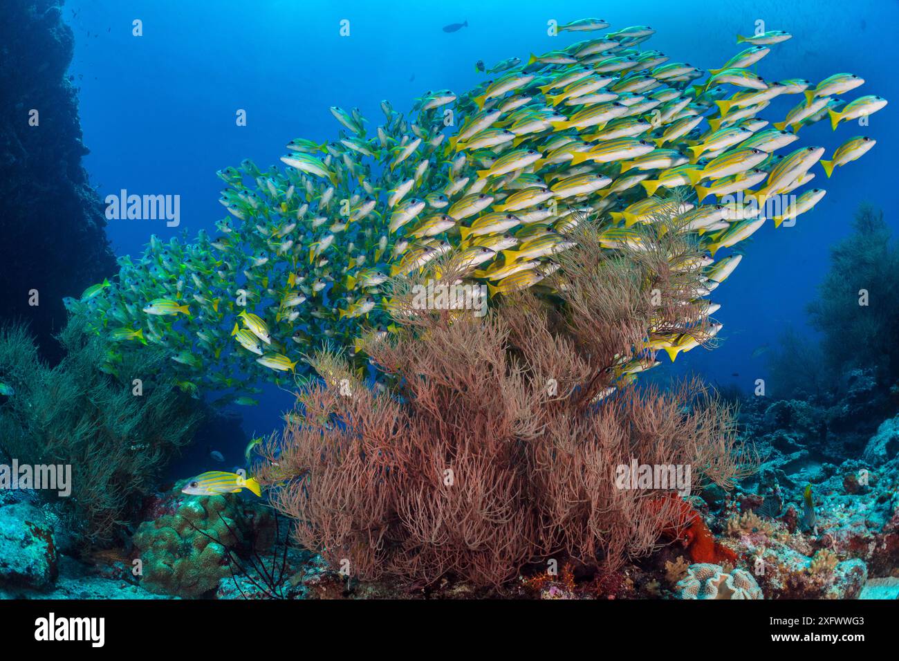 Blueline snapper (Lutjanus kasmira) school above Black coral ...