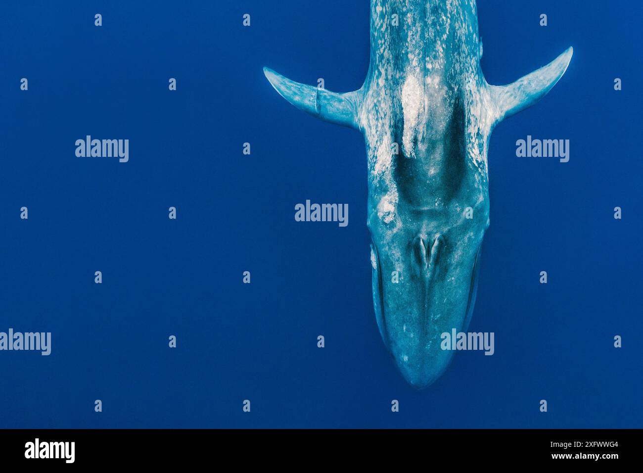 Blue whale (Balaenoptera musculus) diving in Indian Ocean, Sri Lanka ...