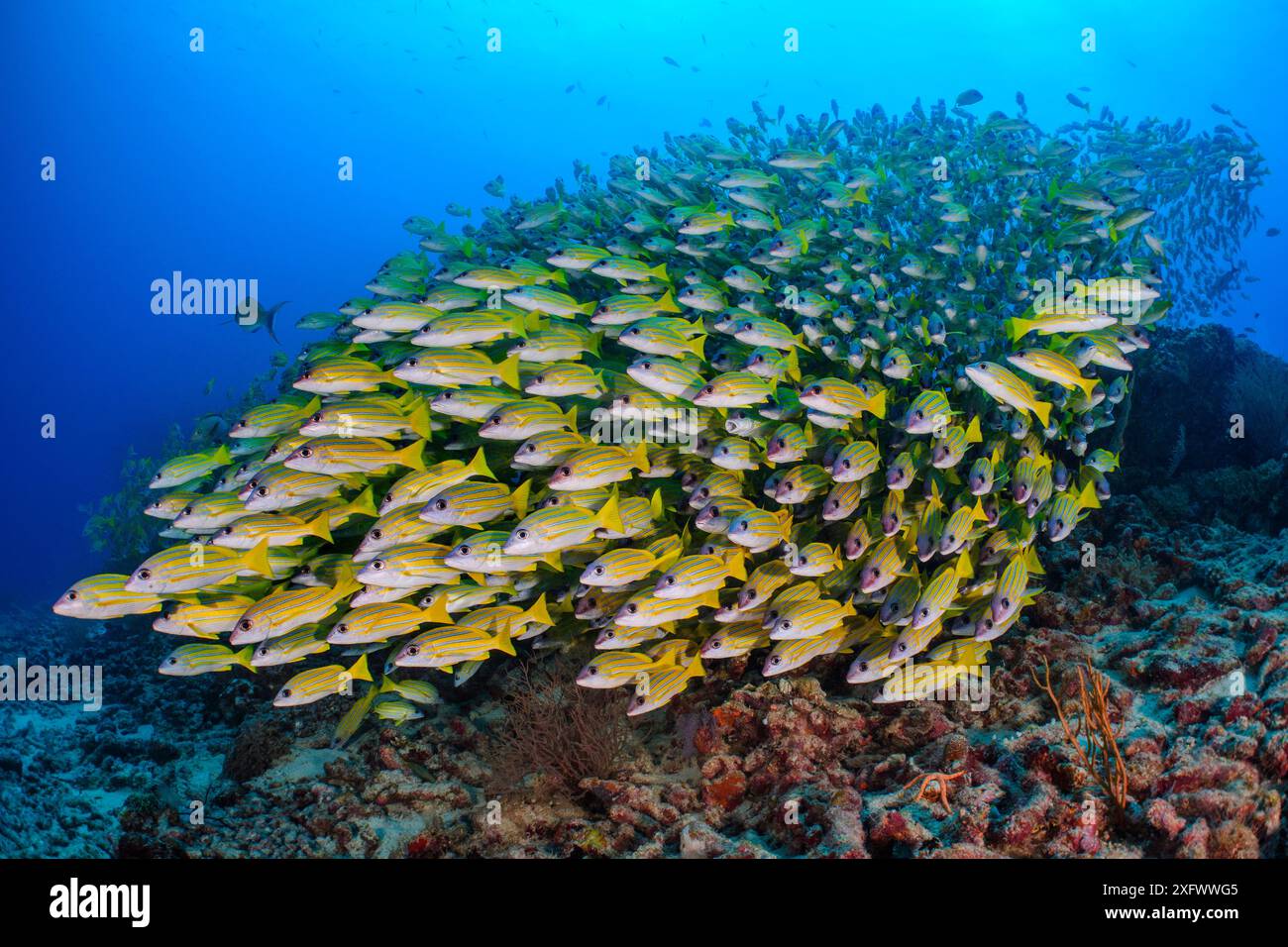 Blueline snapper (Lutjanus kasmira) school. Vavuu Atoll, Maldives ...