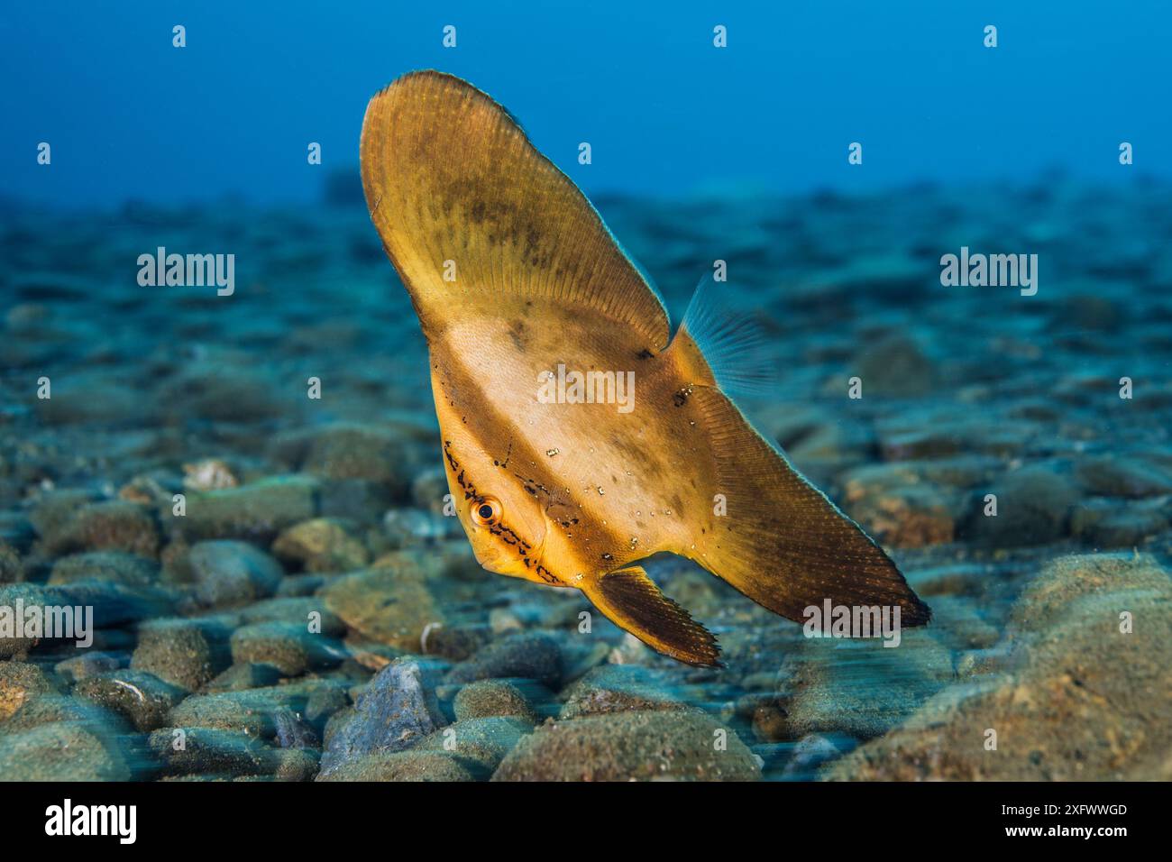 Circular batfish (Platax orbicularis) juvenile swimming over pebbles in ...