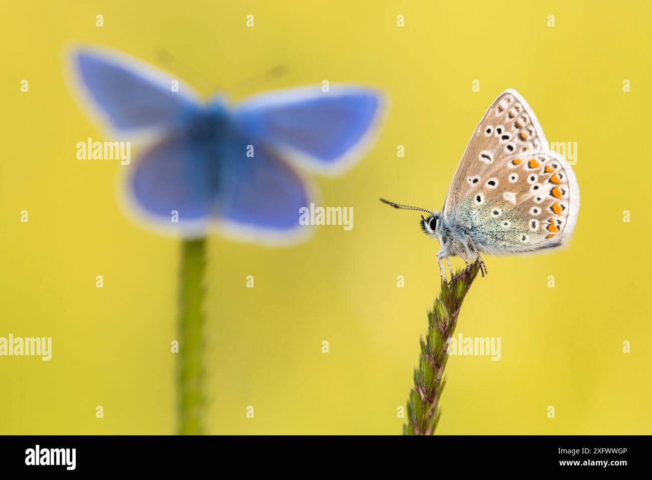 Common blue butterflies (Polyommatus icarus) resting on grasses ...