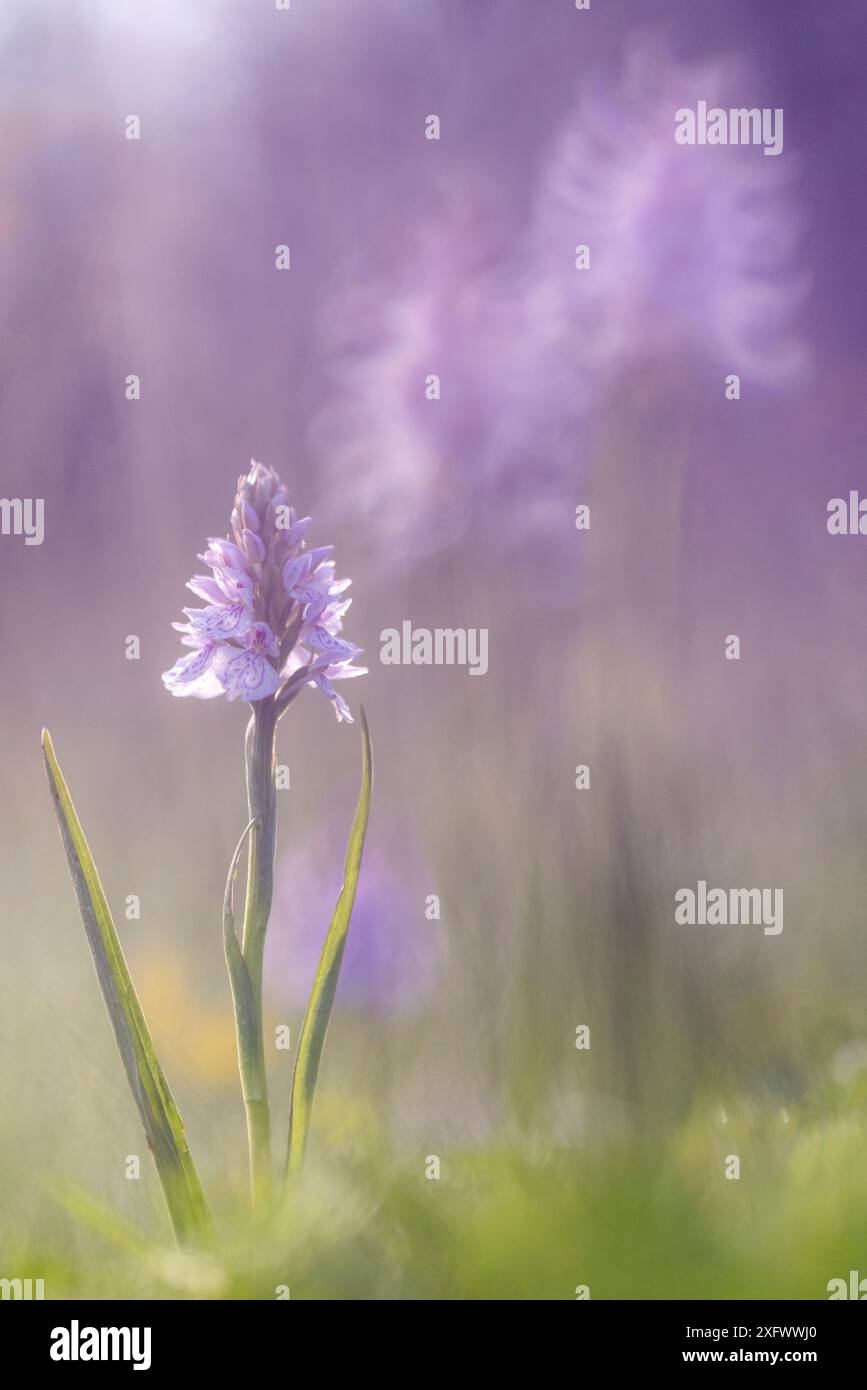 Common spotted orchid (Dactylorhiza fuchsii), backlit, Volehouse nature ...