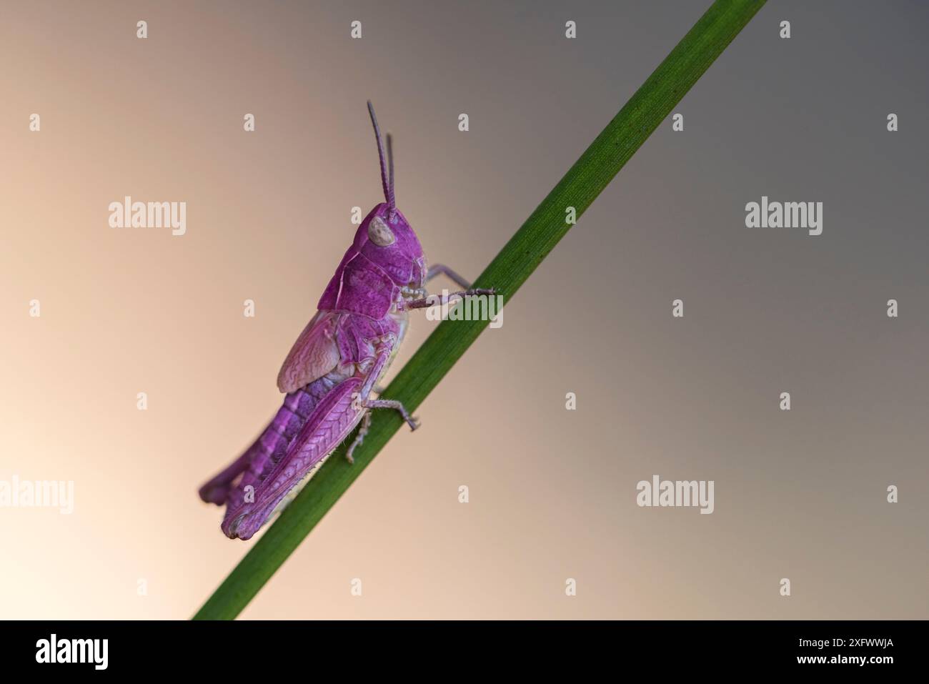 Common field grasshopper (Chorthippus brunneus). Rare pink variation ...