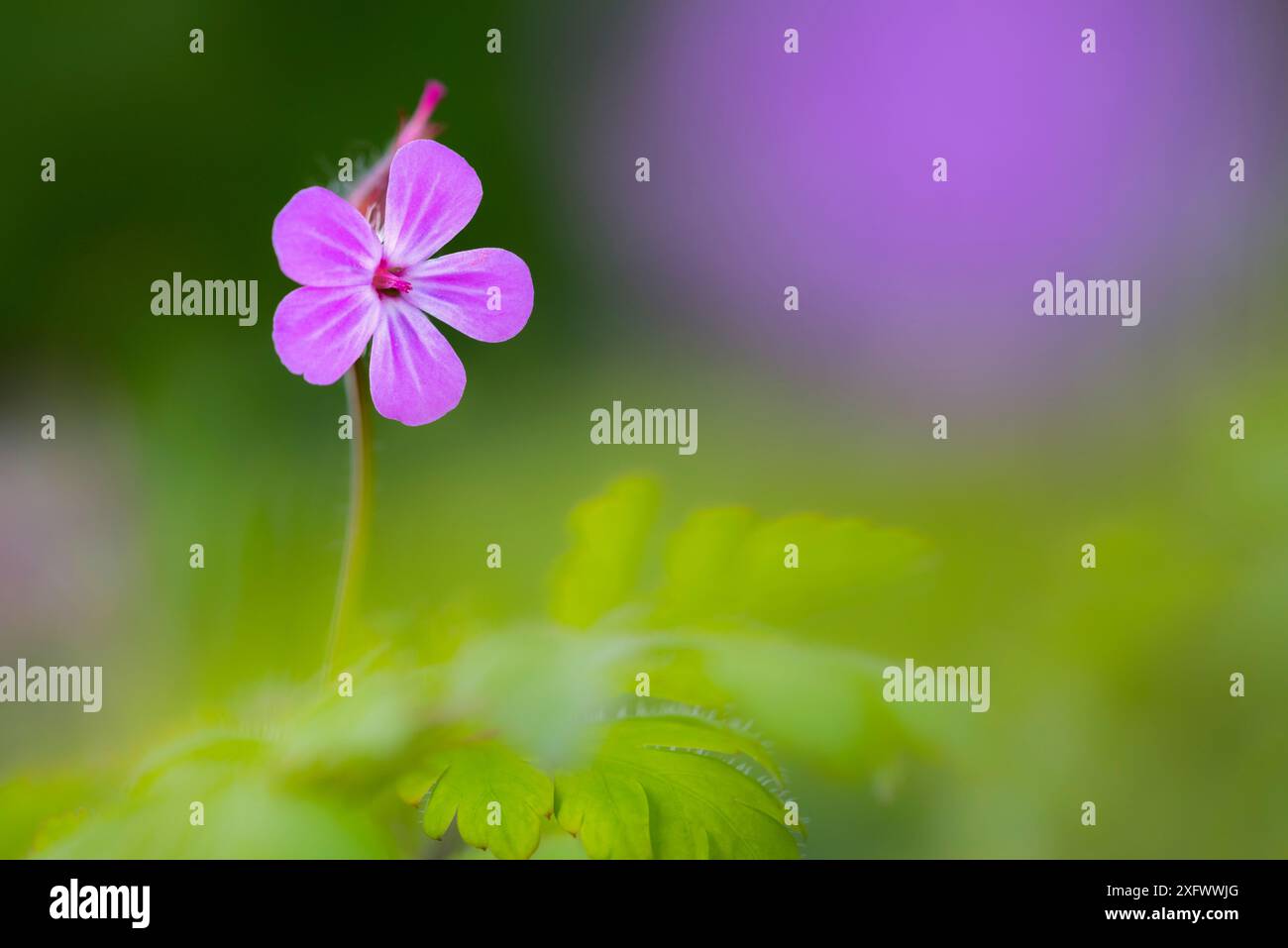 Herb robert (Geranium robertianum) flower, Coombe Valley, Cornwall, UK ...