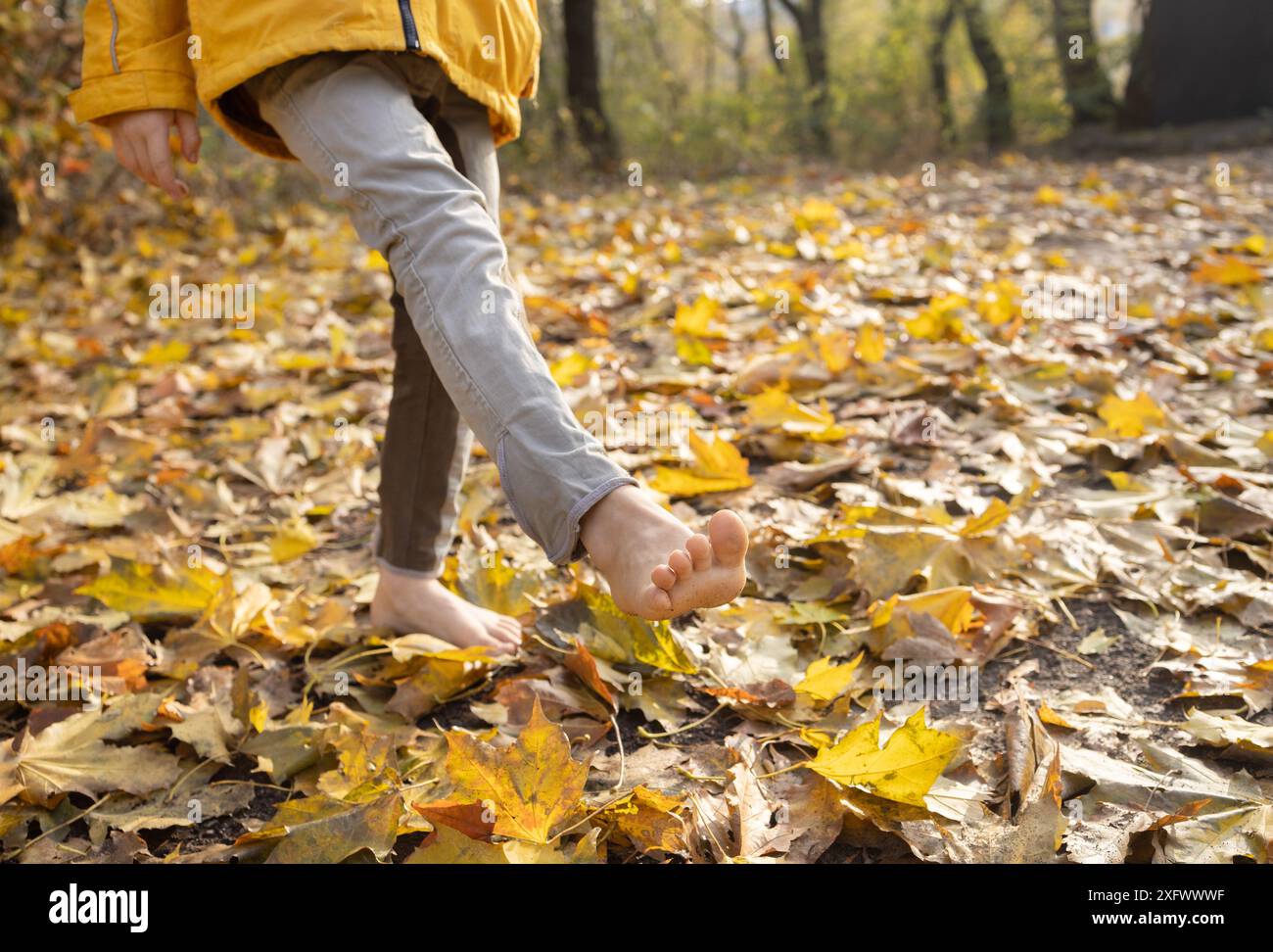 Hello, Autumn. child walks barefoot through fallen dry leaves in an ...
