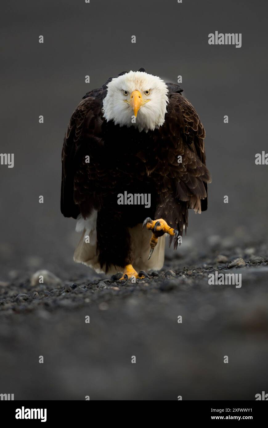 Bald eagle looking camera hi-res stock photography and images - Alamy