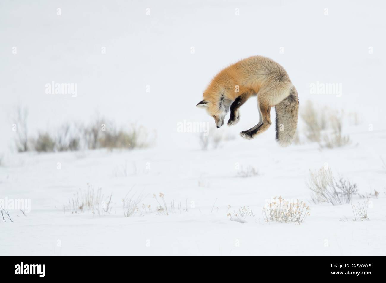 Leaping fox hi-res stock photography and images - Alamy