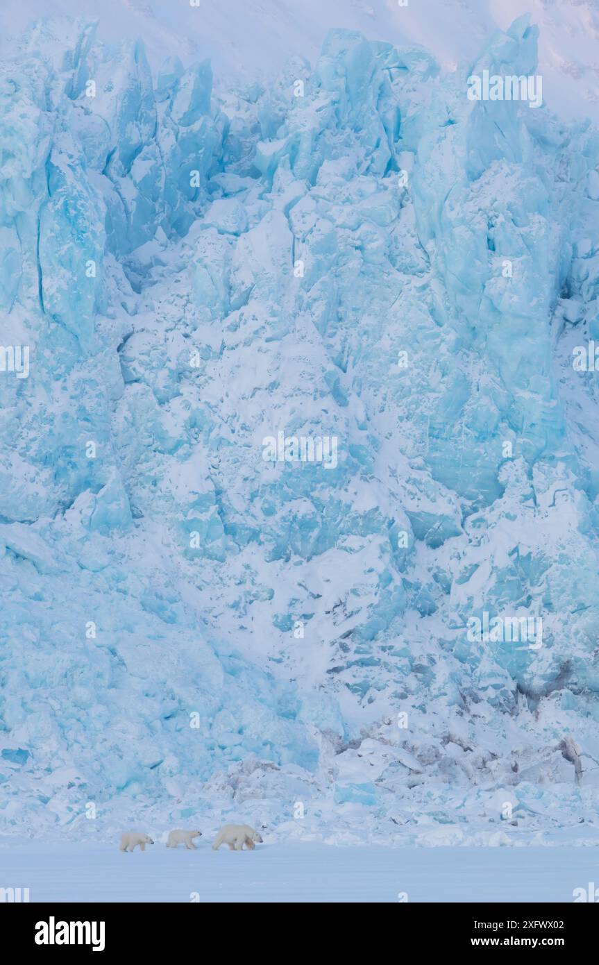 Polar bears (Ursus maritimus) female with cubs in snow in front of ...