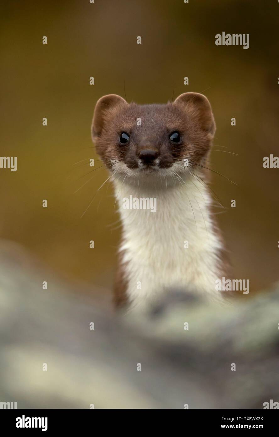 Stoat portrait (Mustela erminea), Denali, Alaska, USA, September Stock ...