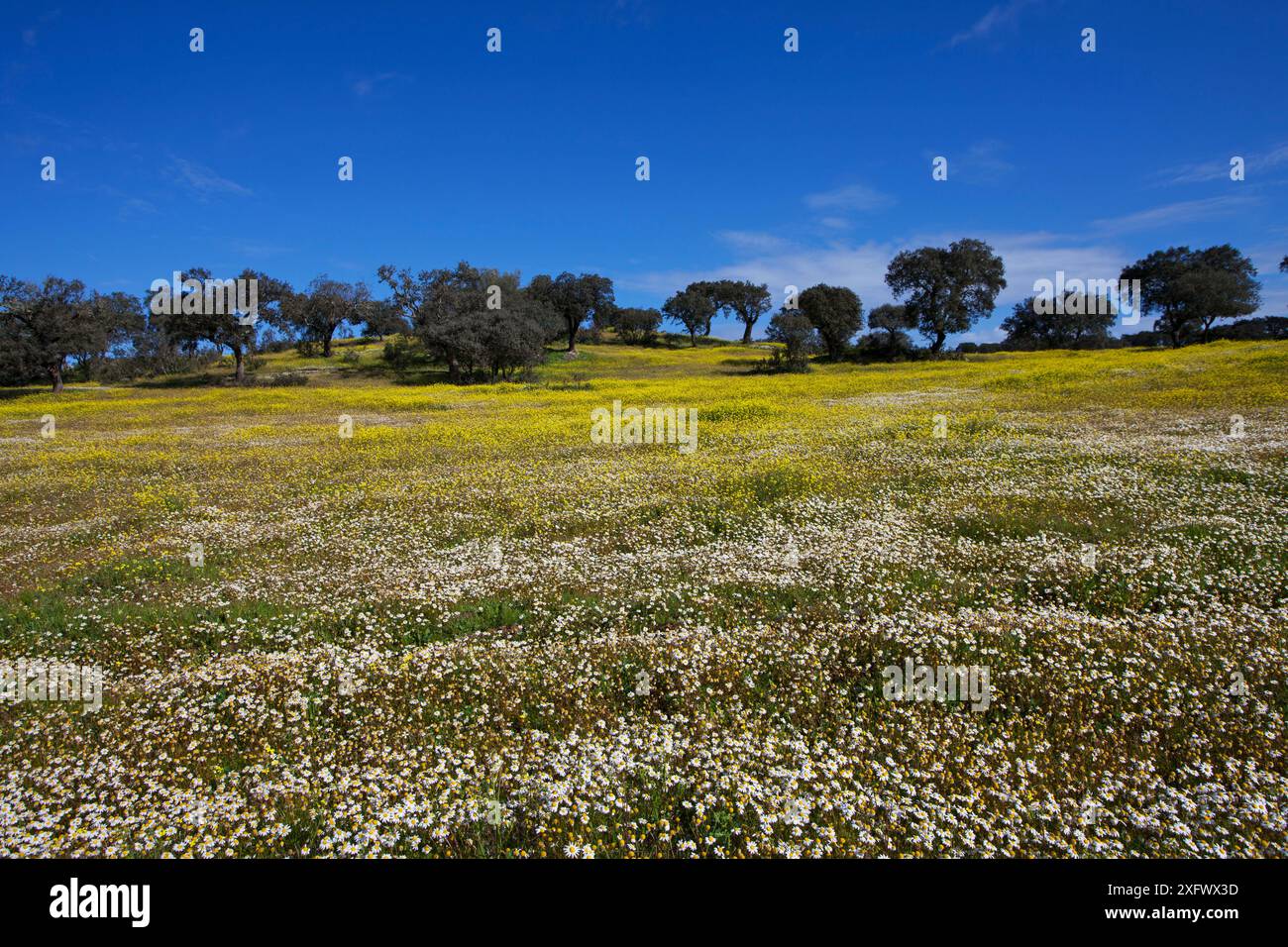 Cork oaks (Quercus suber) at edge of field with Anthemis chia on ...