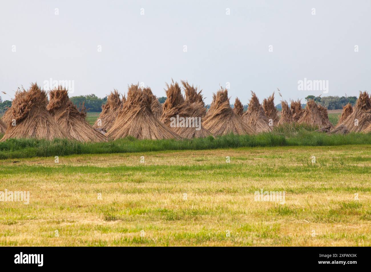 Stacks of harvested Common reed (Phragmites australis) for thatching ...