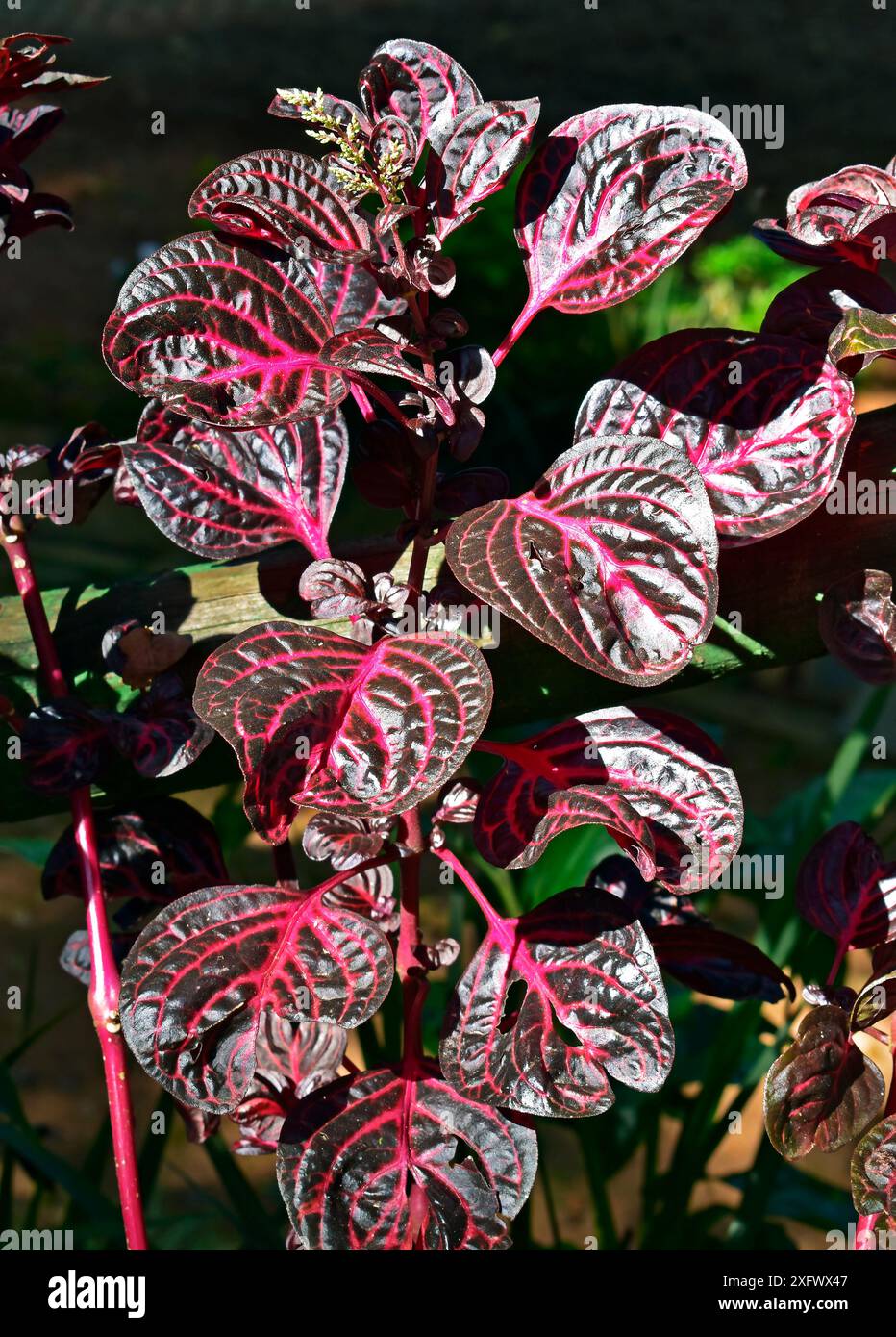 Chicken gizzard plant (Iresine herbstii) on tropical garden Stock Photo ...