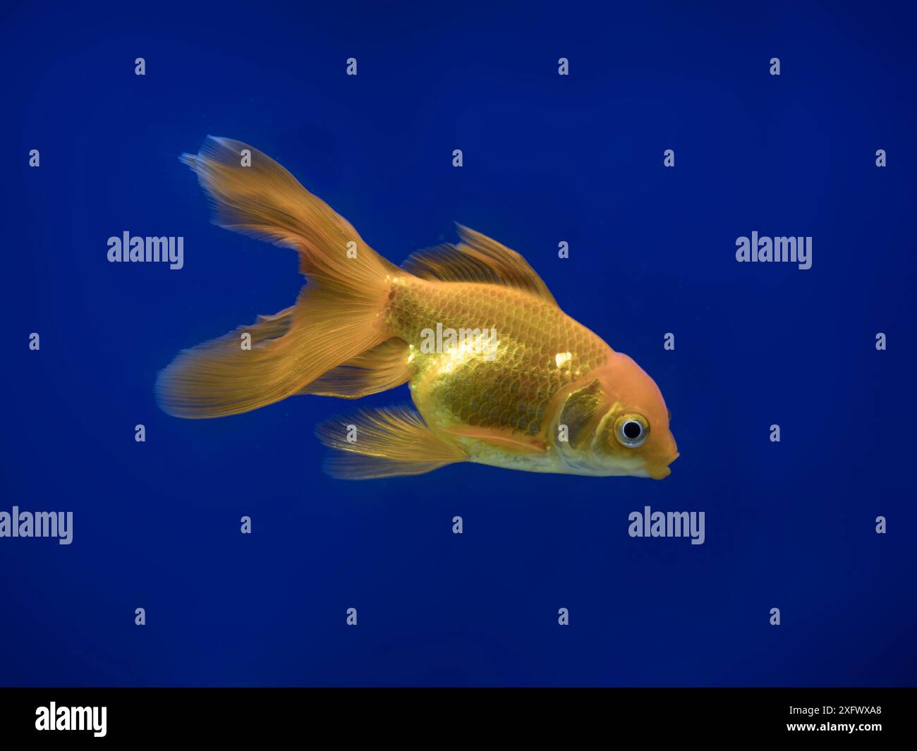 Goldfish blue hi-res stock photography and images - Alamy