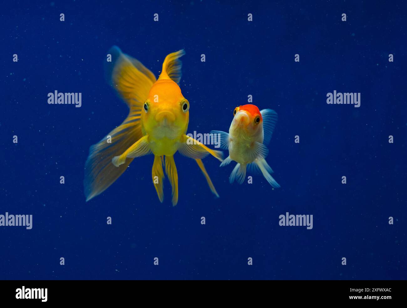 Fantail carassius auratus hi-res stock photography and images - Alamy
