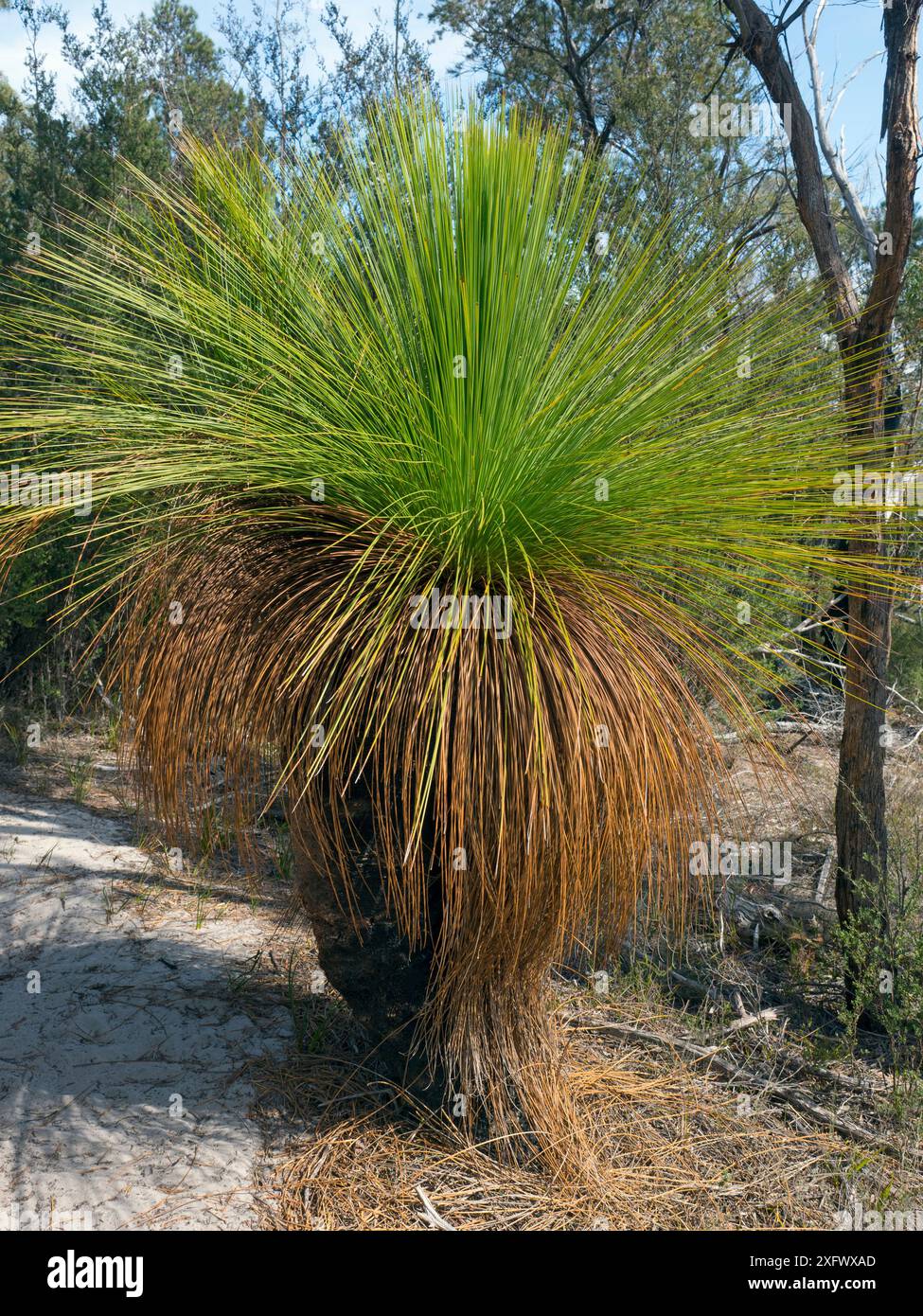 Grass-tree (Xanthorrhoea australis) Tasmania, Australia Stock Photo - Alamy